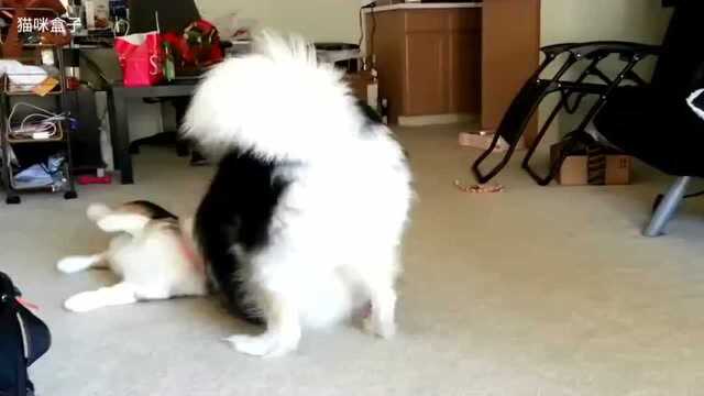 Corgi vs. Husky toy robbery or strong short-legged combat power مشاهدة ...