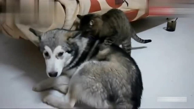 Erha: You are leaving, you are a stupid cat with a sticky dog, are you ...