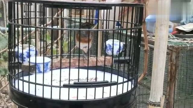 Bird Friendshui: yelling, how do the birds listen? - Watch HD Video ...