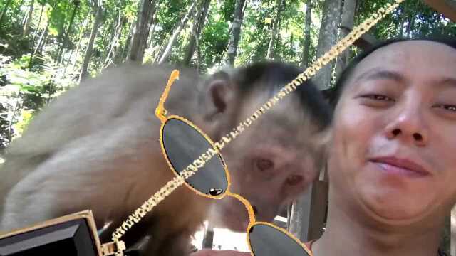Monkey brother, if you have something to say, don't do it! - Watch HD ...