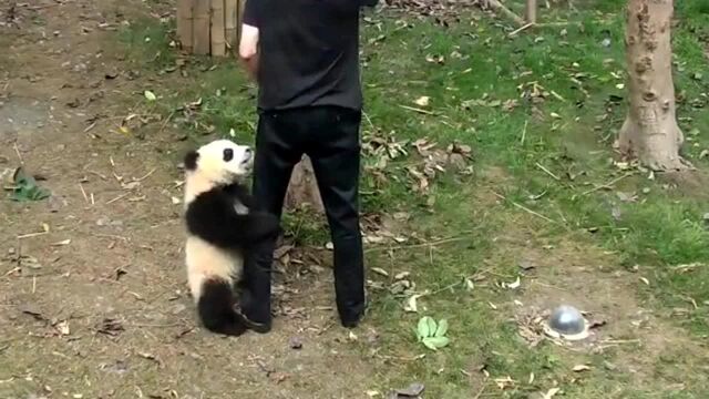 The panda and the dad once again fit together, and the panda makes its ...