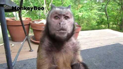 El pequeño mono come patas de pollo muy disfrutar, sacude la cabeza ...