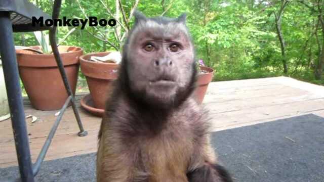 The little monkey is enjoying the chicken legs, shaking his head and ...