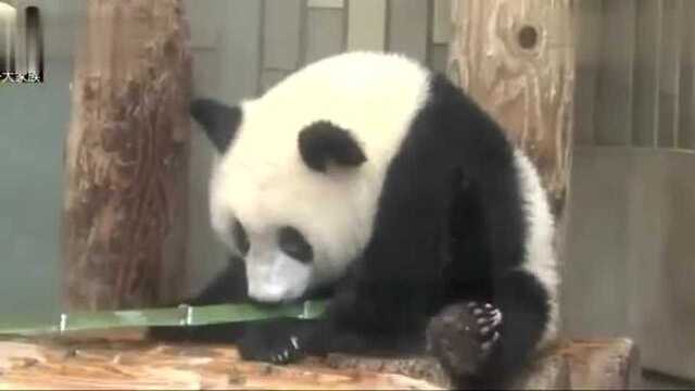 Panda fragrance is playing with bamboo back and forth. Is this the ...