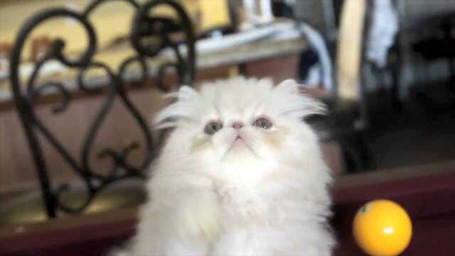 Laughing the Garfield baby on the table, this is a feast for itself ...