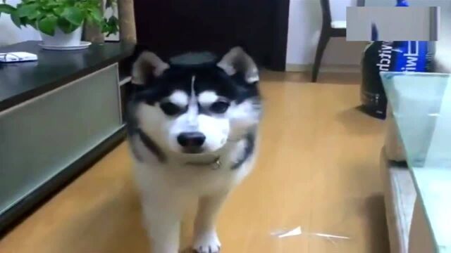 Husky shows how high IQ dogs are blocked by tape, so smart! - Watch HD ...