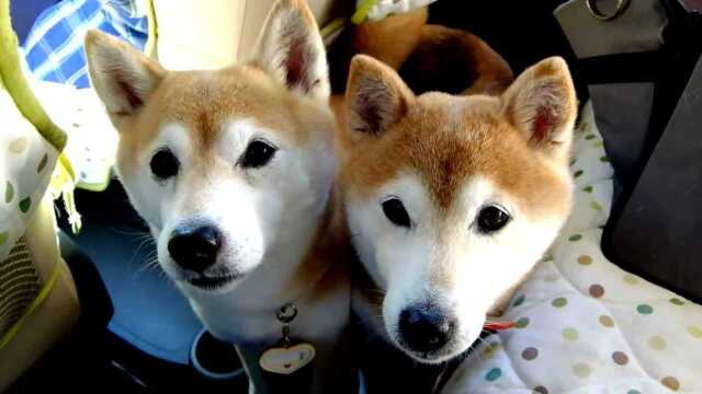 Stay cute twins Shiba Inu brothers, silly super cute - Watch HD Video ...