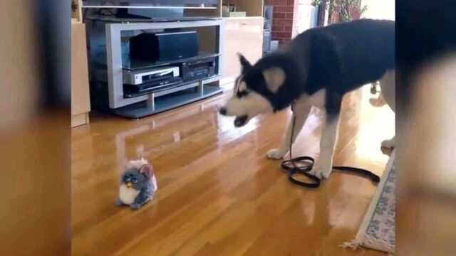 Keeping a dog for a thousand days, using a dog for a while in the ...