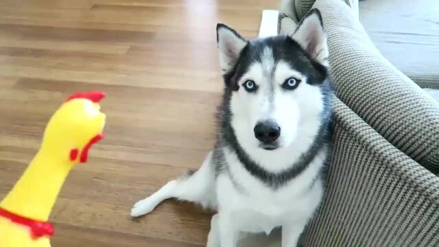 The owner took the venting chicken and siberian husky! Erha: You are ...