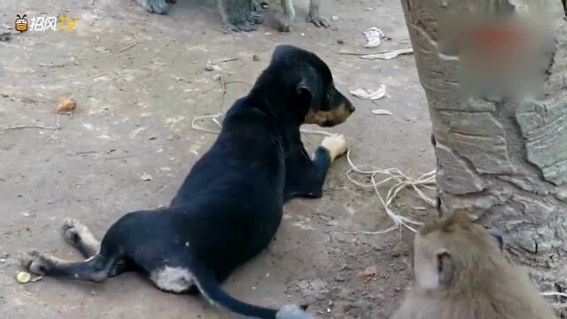 The monkey was provoked by the dog, and the monkey brother could not ...