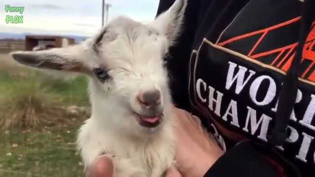 Lamb, your voice, it’s so nice, I don’t hear enough! - Watch HD Video ...