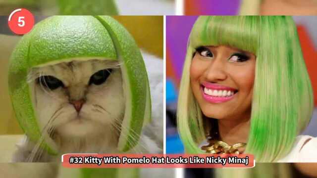 The photos of these cute cats are very similar to those of people in ...