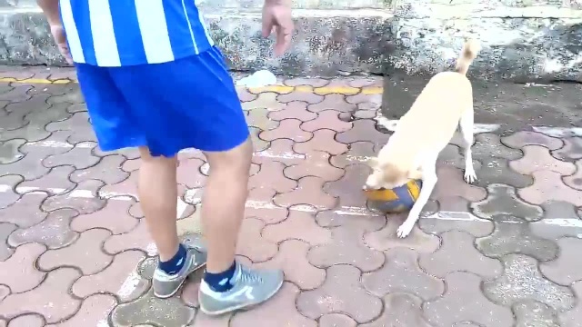 This dog's cricket technique is really amazing! - Watch HD Video Online ...