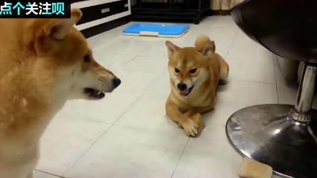 The two Shiba Inu fight for the bones, the screaming of the gas that ...