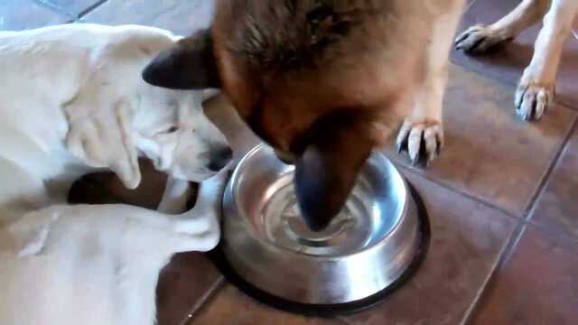 Labrador is eating too fast, and every time he finishes eating, he ...