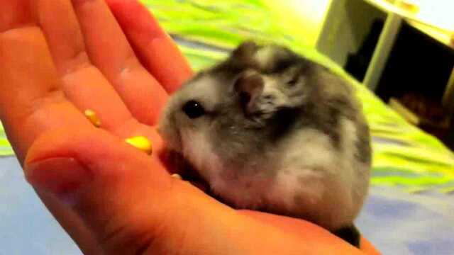 Hamster, this is bribing me, throwing all the food stored in my mouth ...