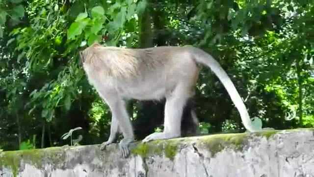 Monkey brother is taking care of the monkey brother! The monkey mother ...