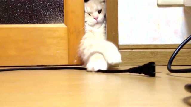 Funny series: funny cats with stunt cats - Watch HD Video Online - WeTV