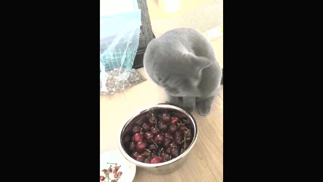 When the cat encounters the cherries, the next second is smashed ...