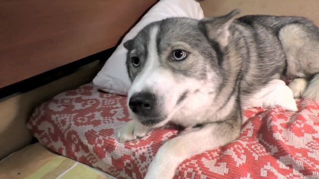 Dos Ha dieron a luz a un nido de niños, el dueño cerca del perro ...