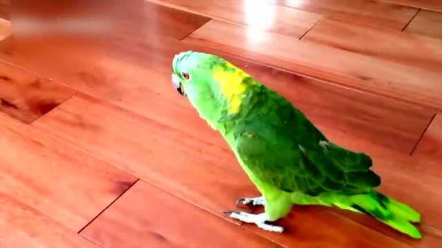 This cute little parrot jumps and looks super cute. - Watch HD Video ...