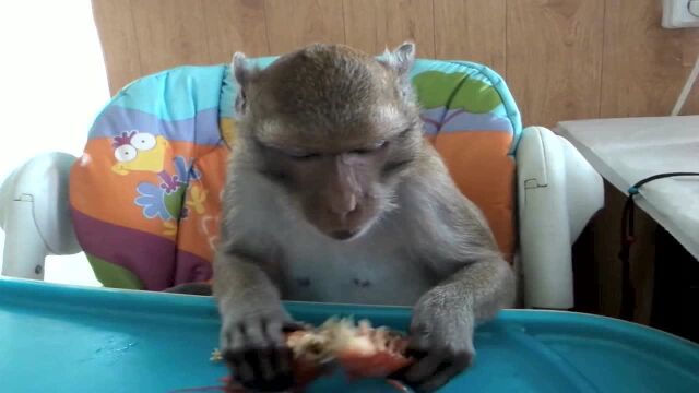 The monkey started to dislike the lobster, and the more delicious it is ...