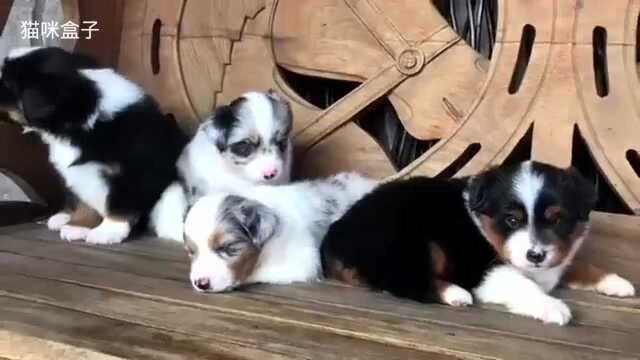 Xiao Meng dog is too eager to steal the mirror. - Watch HD Video Online ...