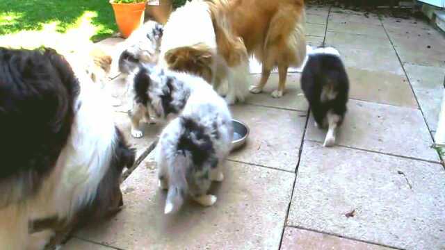 Really shot the little collie's family, 2 big so beautiful, ugly and ...