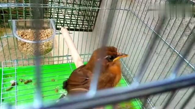 Rambut burung sariawan kecil tidak panjang, belajar mandi dan menyisir ...