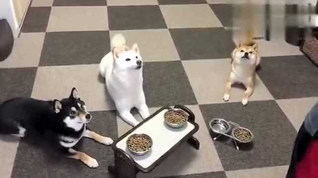 Waiting for the babies to eat, Bai Chai is particularly excited. It’s a ...