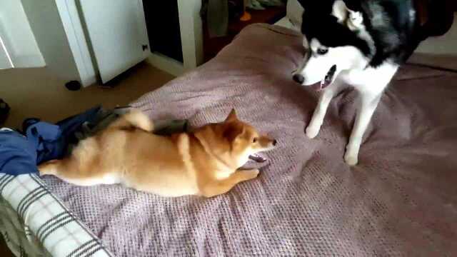 Huskies bed wars Shiba Inu, two two-packed expression pack war - Watch ...