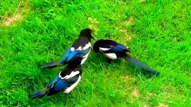 Three magpies who are hungry and shouting, will only open their mouths ...
