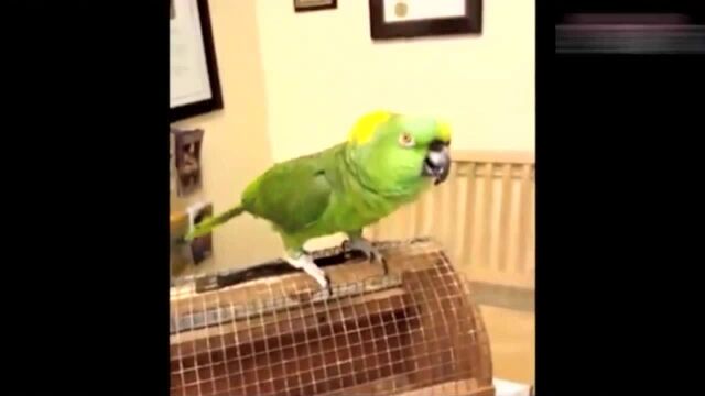 This parrot may be crazy and even make such a magical laugh. - Watch HD ...
