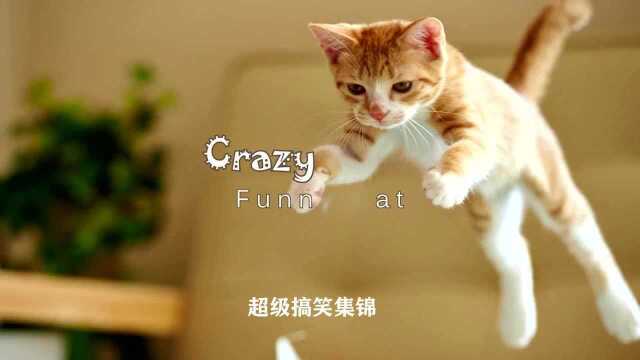 Funny cat in the crazy world, you are not enjoying it, it is lazy ...