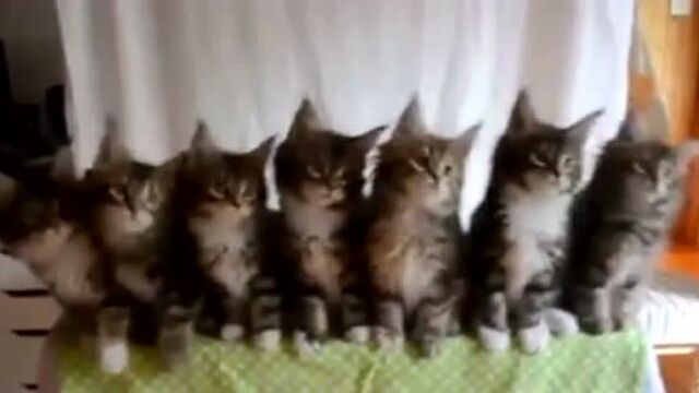 What makes the seven kittens not only shake their heads, but also want ...
