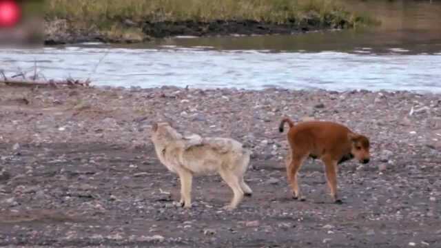 The wolf chased the calf, who knows that the newborn calf is not afraid ...