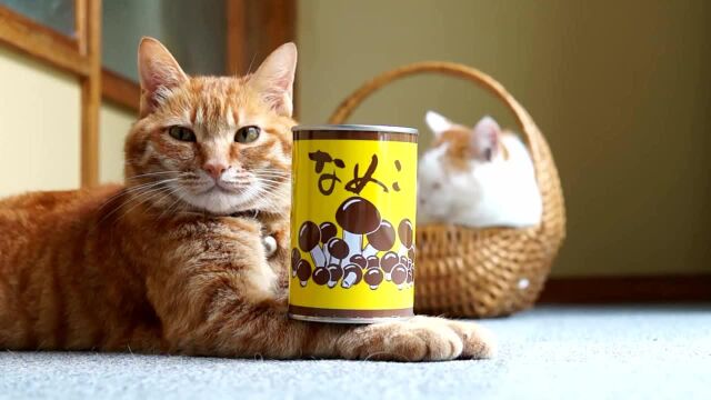 Eat canned monkey mushrooms today - Watch HD Video Online - WeTV