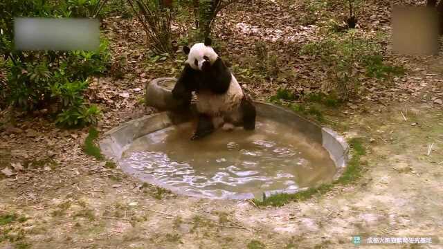 The giant panda washes his feet and he is right. What you see is true ...