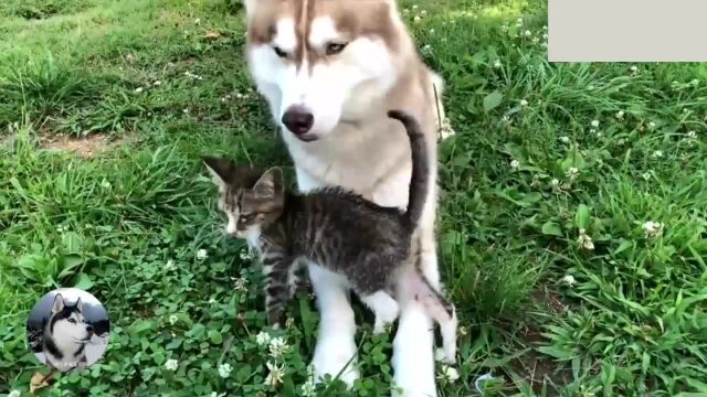 Two hahas smashed a stray cat, they are now living together, netizens ...