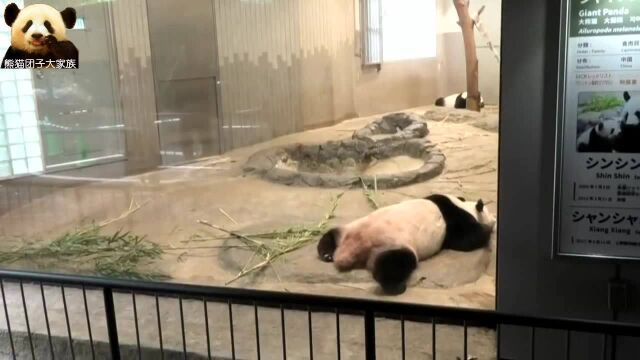 Panda Fragrance: It’s very tired to sell every day, and it’s charging ...