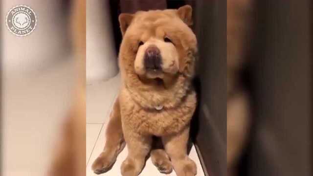 Cute pet animal: a dazed dog, so cute! - Watch HD Video Online - WeTV