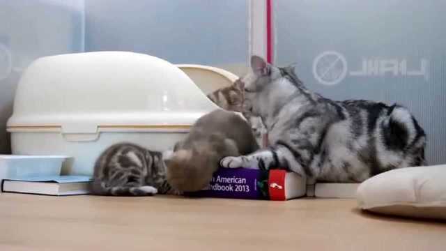 The super cute little milk cat has been smashed by the big cat, and the ...