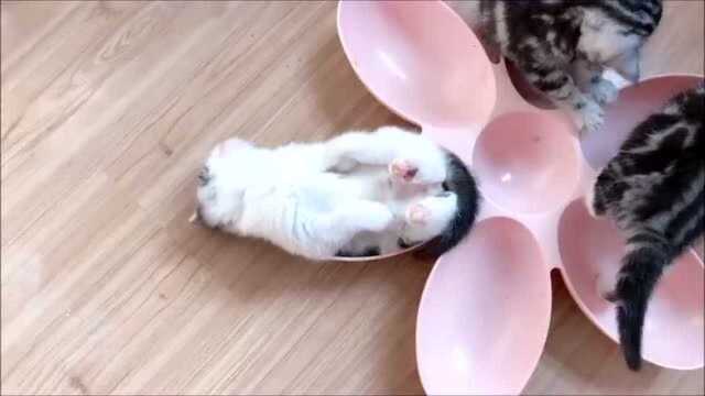 The sleeping little milk cat is "playing", so cute. - Watch HD Video ...