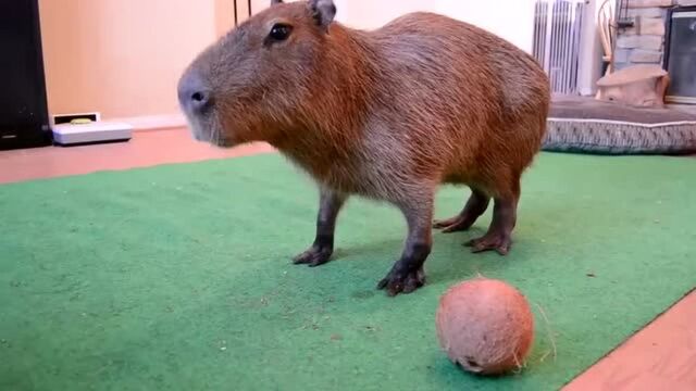 Capybara, are you a large mouse, a coconut, can't you open it? - Watch ...