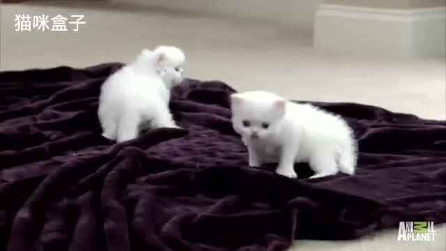 The little milk cat first saw the dog, but fortunately the cat mother ...