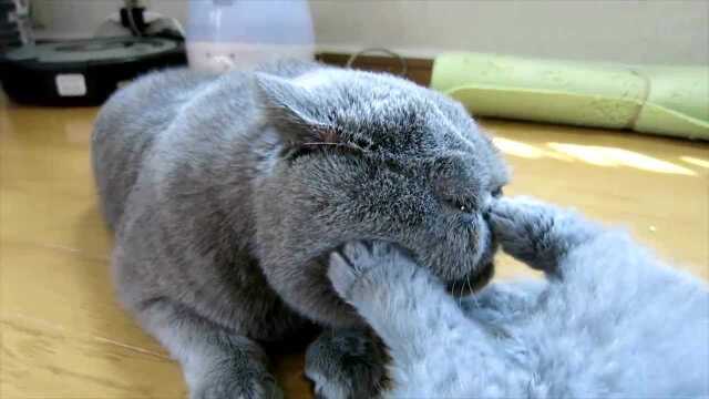 Naughty kitten and cat mother play and play, very happy - Watch HD ...