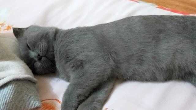 Fat English short can feel free to touch - Watch HD Video Online - WeTV