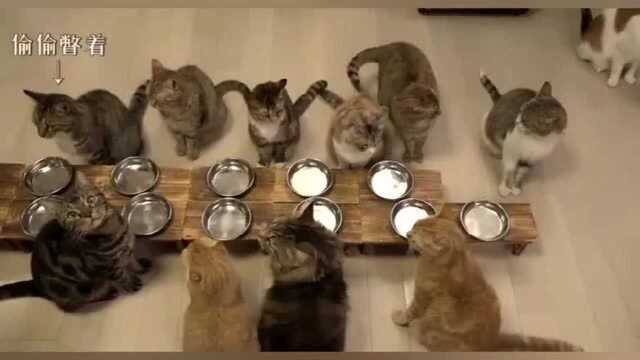 A large group of cats are eating at the same time, and the scene is ...