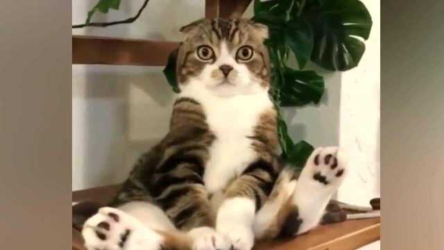 Comet: How to do the squatting harem three thousand Jiali - Watch HD ...