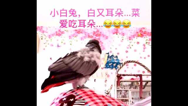 The parrot spoke a lot, and the owner was scared to hurry and hold the ...